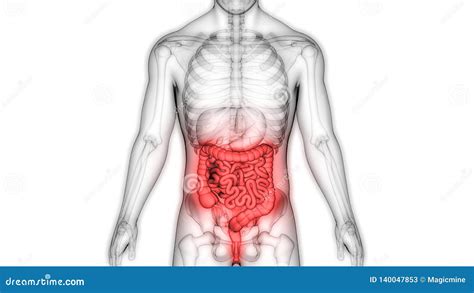 Anatomia Do Sistema Digestivo Dos rg os Do Corpo Humano Ilustração