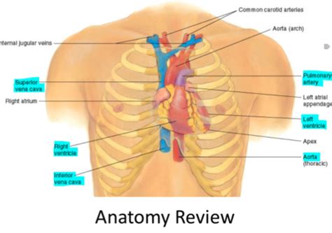 Cardiovascular And Peripheral Vascular Assessment Flashcards Quizlet