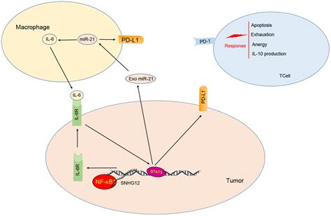 Long Non Coding RNA SNHG12 Promotes Immune Escape Of Ovarian Cancer
