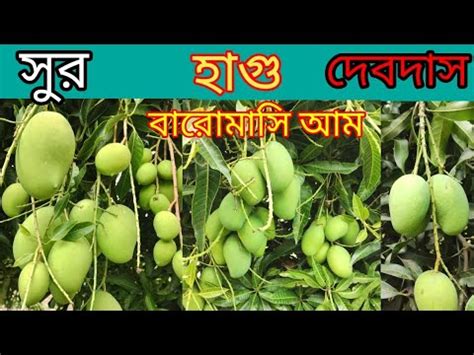 ৫ ট সর বরমস আম গছ Baromasi Mango Ami Krishak Bandhu