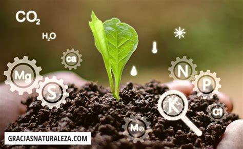 Prohass Nutrientes Que Necesitan Las Plantas Algunos Trucos Para Porn