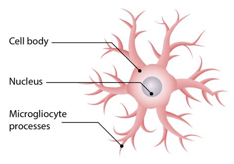 Sistema Nervioso Histología Concise Medical Knowledge