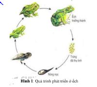 Cho biết tên vài loài động vật có phát triển không qua biến thái qua