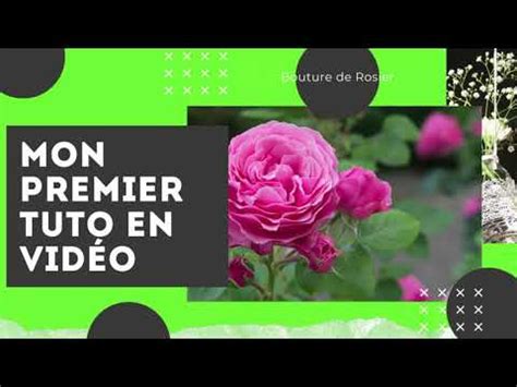 Tuto Bouture De Rosier YouTube