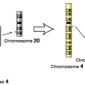 Print Matching Pairs ANOMALIAS CROMOSOMICAS biología genetica y