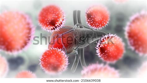117 Liver macrophage 图片库存照片和矢量图 Shutterstock