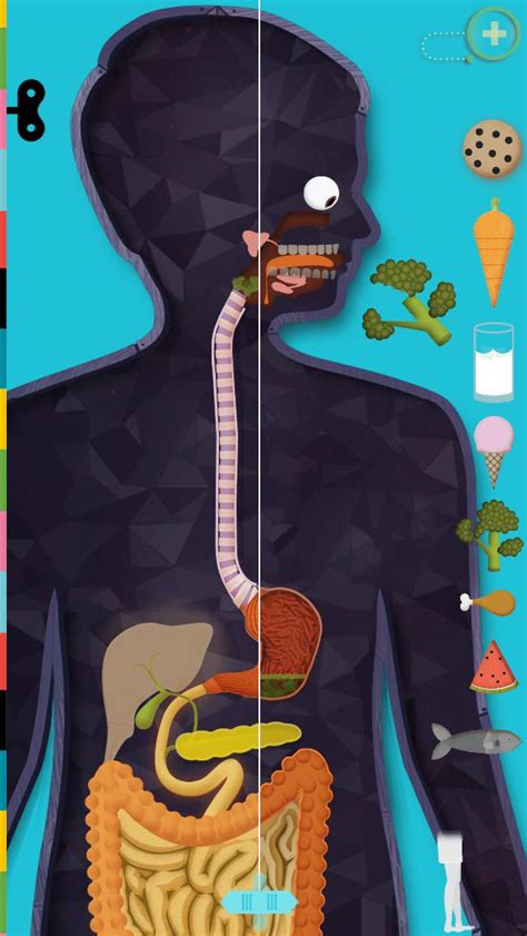 1000 Images About Ddm On Pinterest Anatomy French Words And Life Cycles