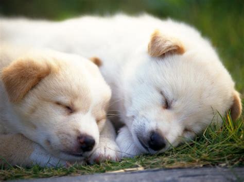 Chiot Yorkshire A Donner Gratis Chien Bonheur