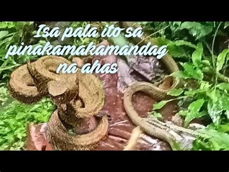 Muntikan Na Naman Po Akong Makagat Ng Makamandag Na Ahas Malaki Na To
