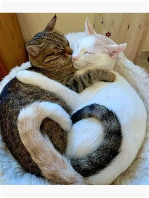 25 Cute Cats Cuddling Photos That Will Make You Go Aww