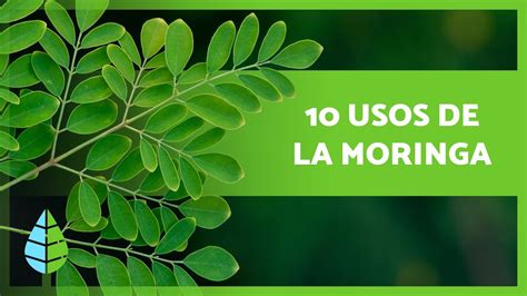 Beneficios De La Moringa Que No Conoc As Youtube