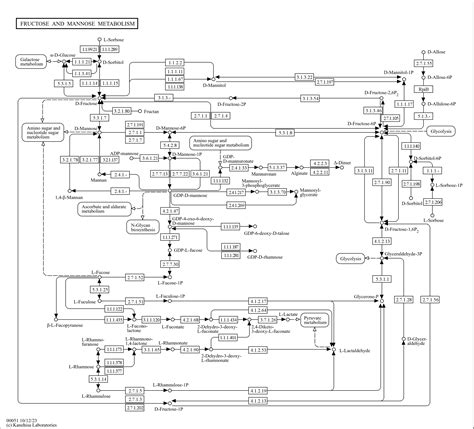 kegg pathway fructose and mannose metabolism reference pathway