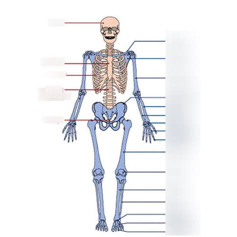 E Appendicular Axial Skeleton Labeling As Whole Diagram Quizlet