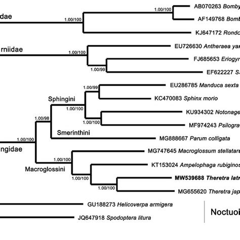 phylogenetic tree of bayesian inference bi and maximum likelihood download scientific diagram