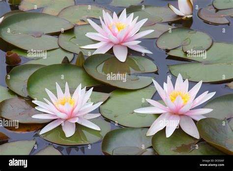 Three Pink Water Lilies Close Up Nymphea Stock Photo Alamy
