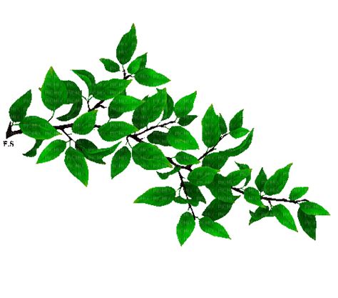 Rama Hojas Verdes Dubravka Rama Hojas Verdes