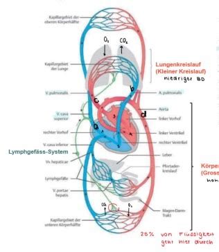 Physiologie Herz Kreislauf Flashcards Quizlet