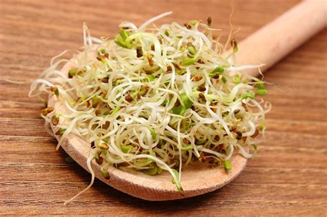 Sembrar alfalfa con semillas cómo cuándo y advertencias
