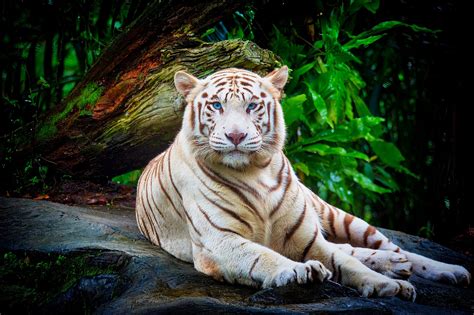 White Tiger Wallpaper Hd Widescreen