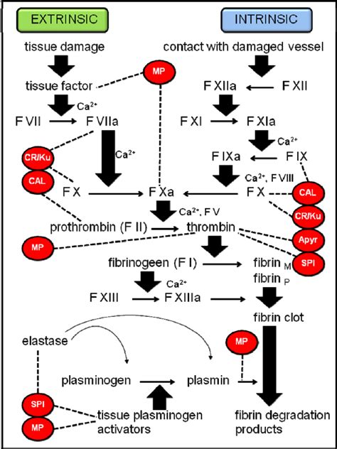 Coagulation Cascade