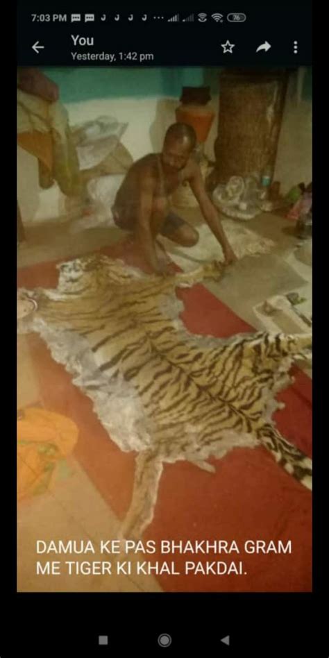 Tiger was hunted during rain near Asirgarh fort असरगढ कल क पस