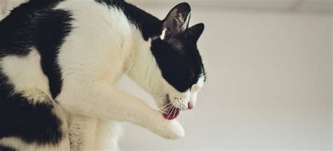 Allergique Aux Chats