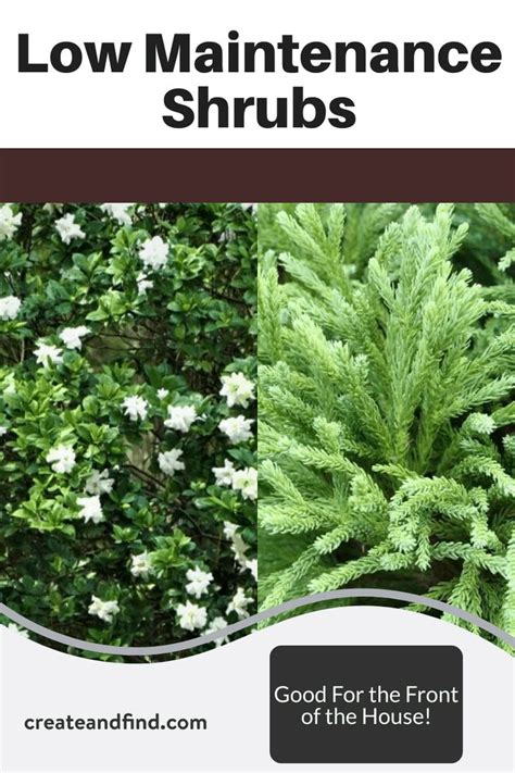 Low Maintenance Shrubs Perfect For The Front Of The House Low