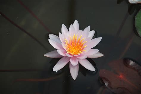 Lilja Näckros Blomma Gratis foto på Pixabay Pixabay