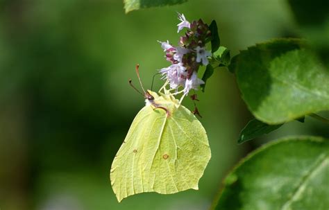 Motyl Owad Latający Darmowe zdjęcie na Pixabay Pixabay