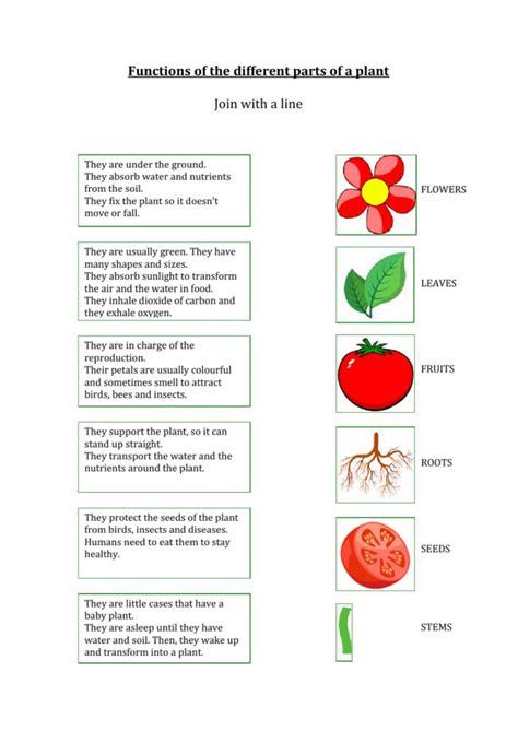 Parts Of A Flower Diagram And Their Functions Function Worksheets