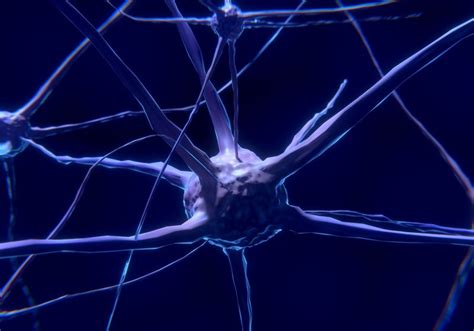 Sistema nervoso cos è il sistema nervoso autonomo e somatico