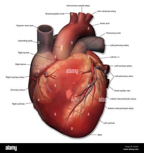 Anatomy Tutorial Anterior Atlas Of Human Cardiac Anatomy The Best