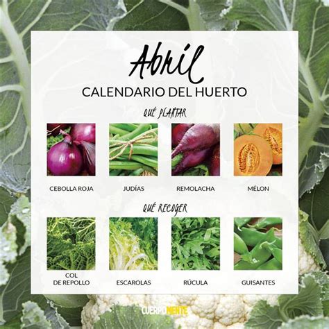 Calendario de siembra para el huerto urbano qué plantar y cosechar