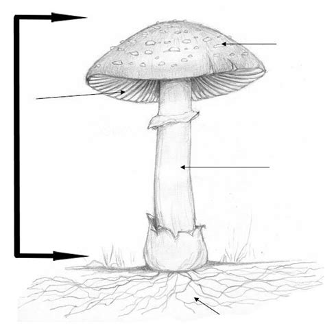 Fungi Diagram Quizlet