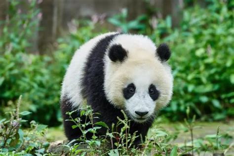 El oso panda está en peligro de extinción Estado de conservación y