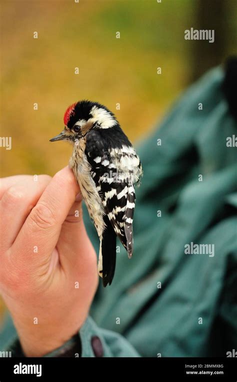 Downy Woodpecker Dryobates Pubescens In Hand Stock Photo Alamy