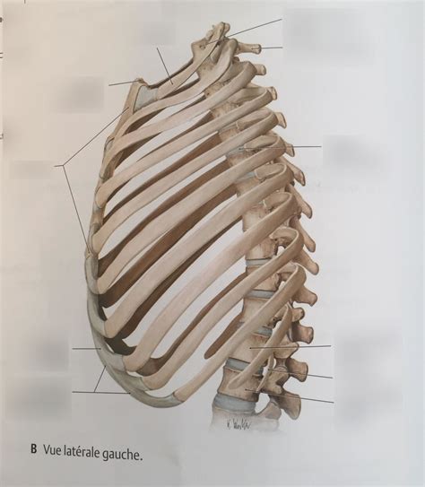 Squelette Thoracique Vue Lat Rale Gauche Diagram Quizlet