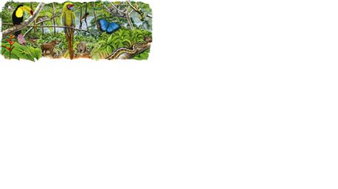 Terrestrial Biomes Unit Flashcards Quizlet