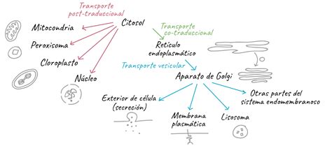 Esquema de síntesis de proteínas Fotos Guía 2024