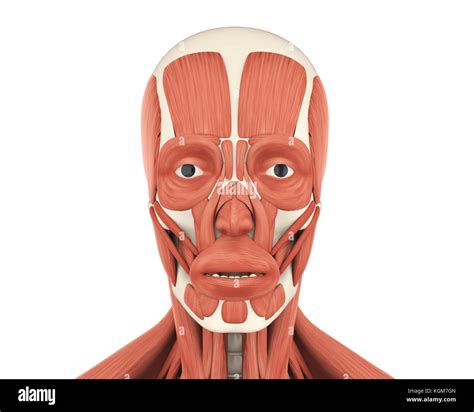 The Muscles Of Facial Expression Complete Anatomy