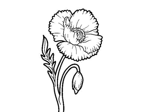 Disegni Fiori Papaveri Coloring And Drawing