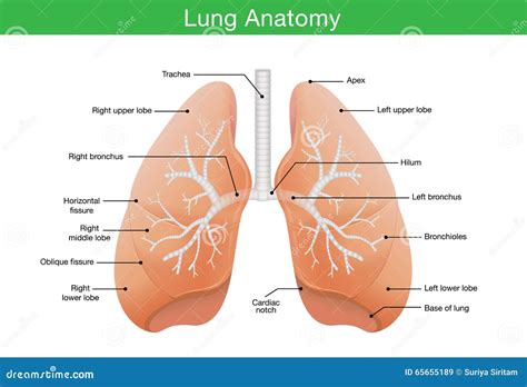 Human Lung Anatomy Diagram Illness Respiratory Cancer Royalty Free