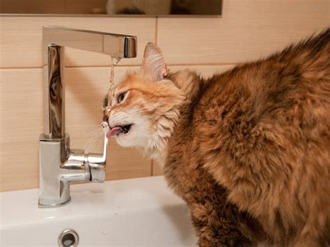 Por qué los gatos odian el agua Hospital Veterinari de Catalunya