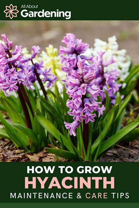 How To Plant Grow And Care For Hyacinth Flowers In 2024 Hyacinth
