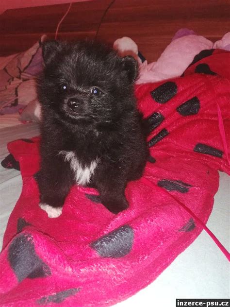 Spi Pomeranian S Pp Prodej Inzerce