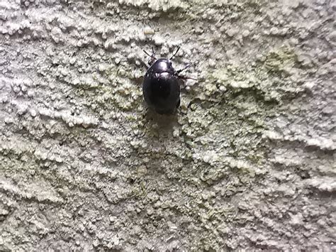 Käfer alle Coleoptera indet 3 Käfer alle Coleopt Flickr