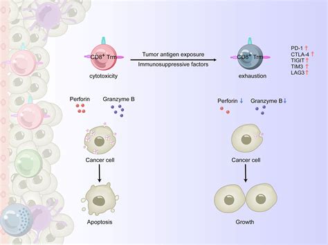 Frontiers The Emerging Role Of Tissue Resident Memory CD8 T