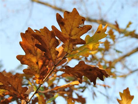 Fotos gratis naturaleza rama cielo luz de sol otoño temporada
