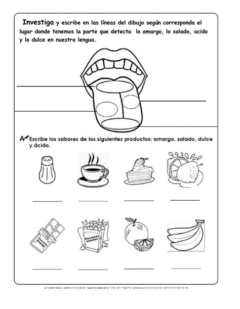 Sentido Del Gusto Worksheet Science Fair Projects Science Fair Ccnn