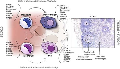 Frontiers The Generation And Identity Of Human Myeloid Derived